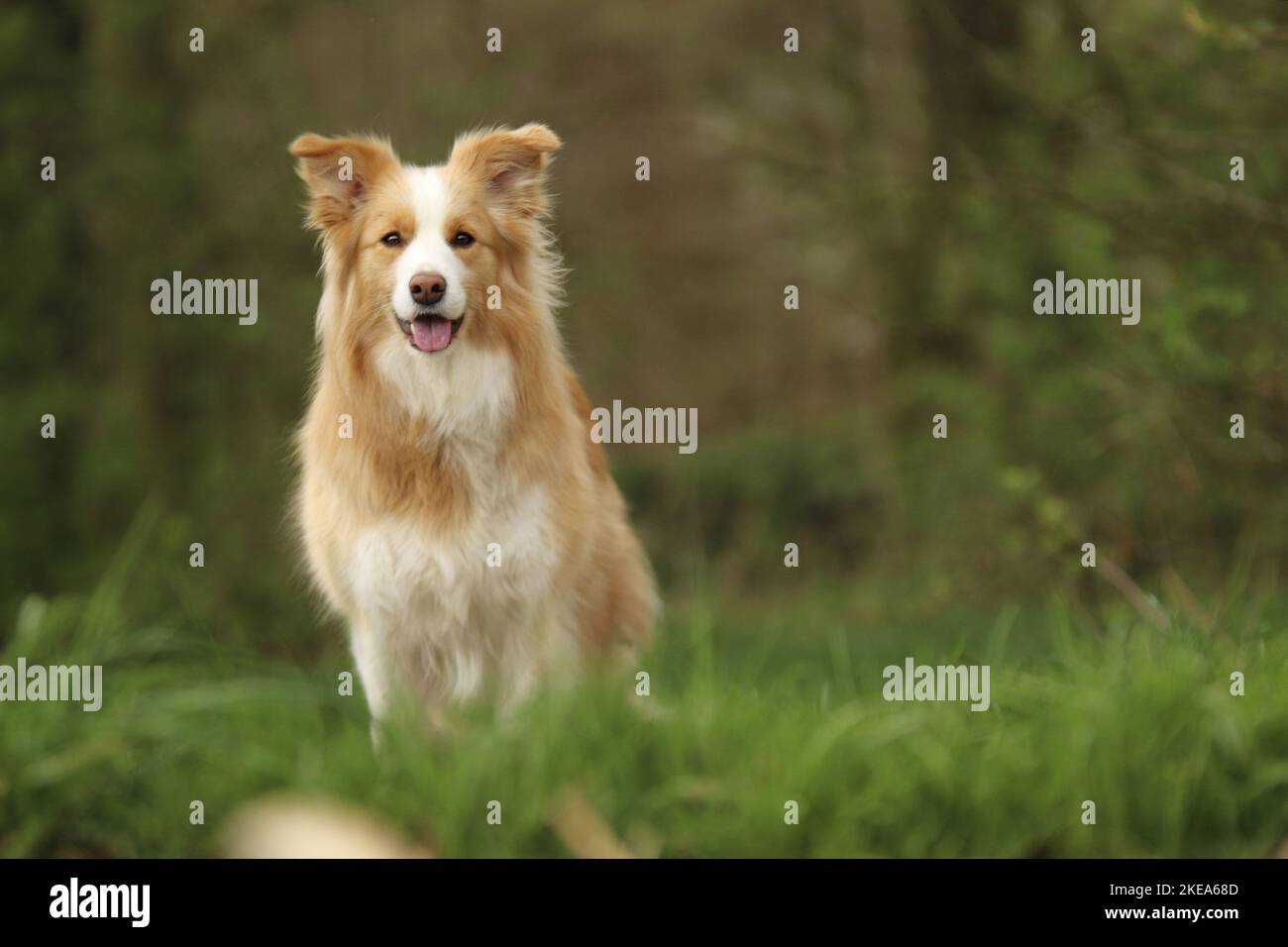Border Collie with color Australian red-white Stock Photo - Alamy