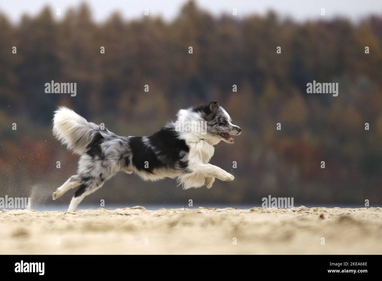 running Border Collie Stock Photo - Alamy