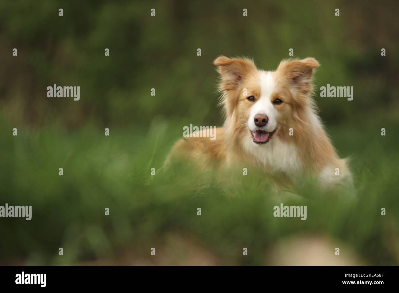 Border Collie with color Australian red-white Stock Photo - Alamy