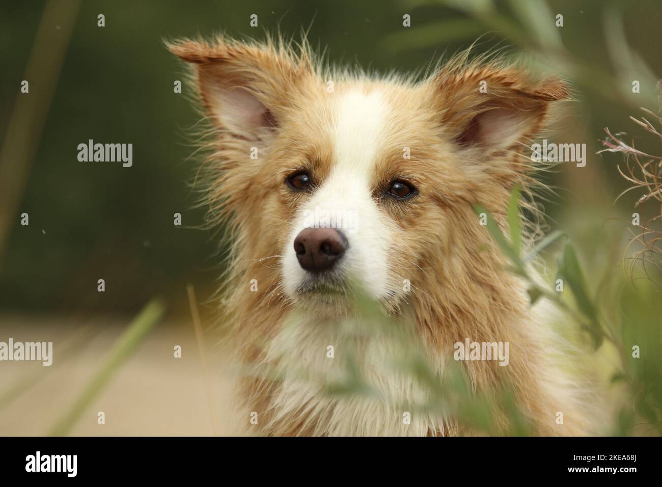 Border Collie with color Australian red-white Stock Photo - Alamy