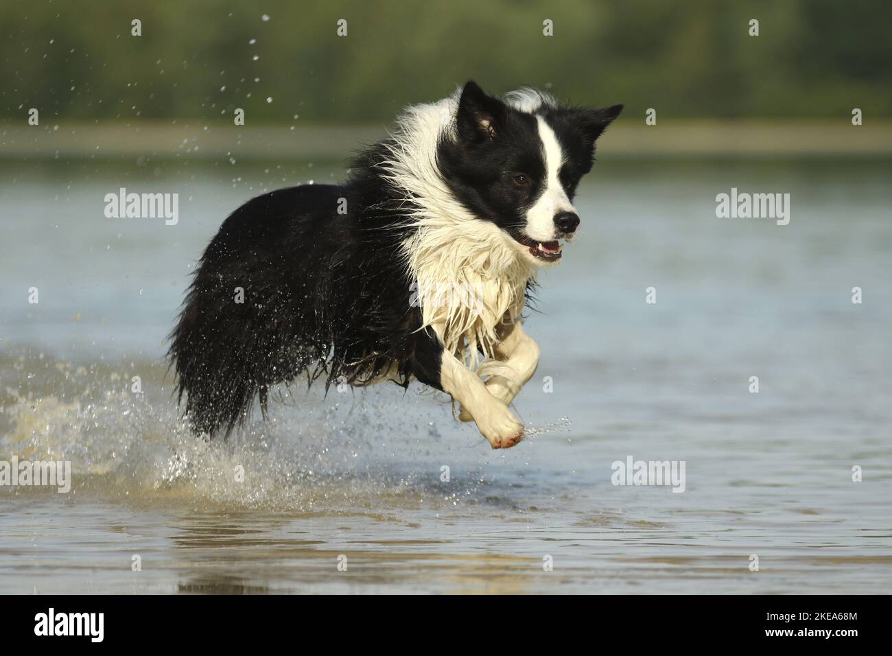 running Border Collie Stock Photo - Alamy