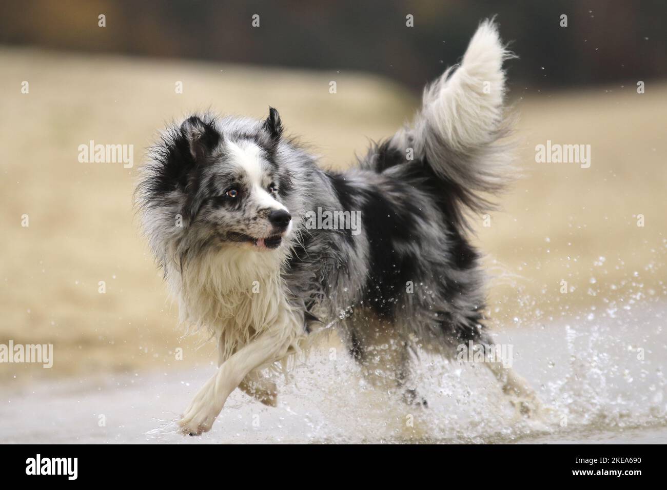 running Border Collie Stock Photo - Alamy