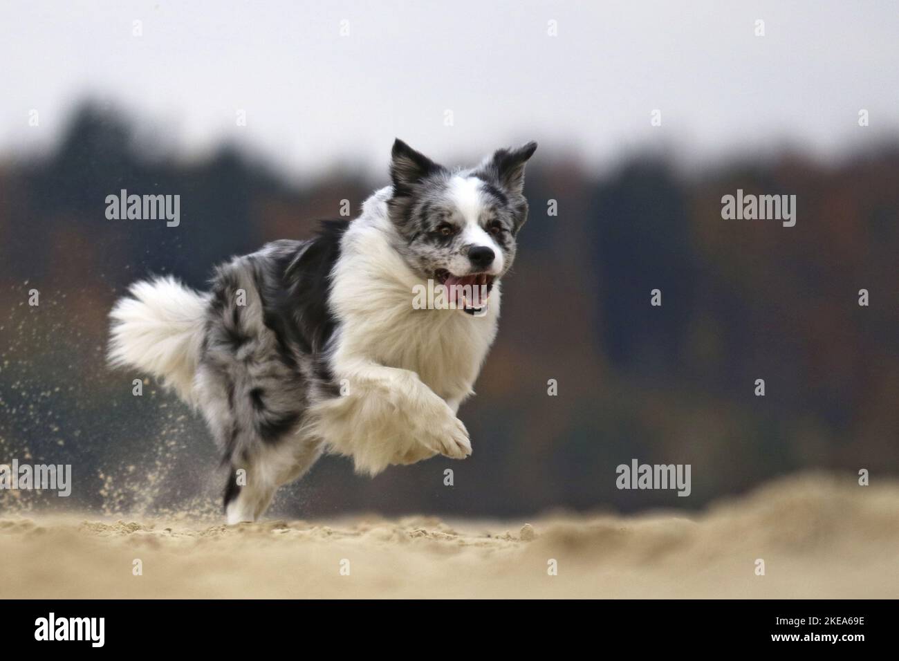 running Border Collie Stock Photo - Alamy