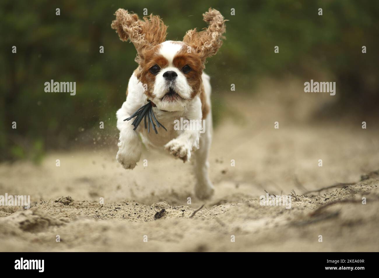 running Cavalier King Charles Spaniel Stock Photo - Alamy