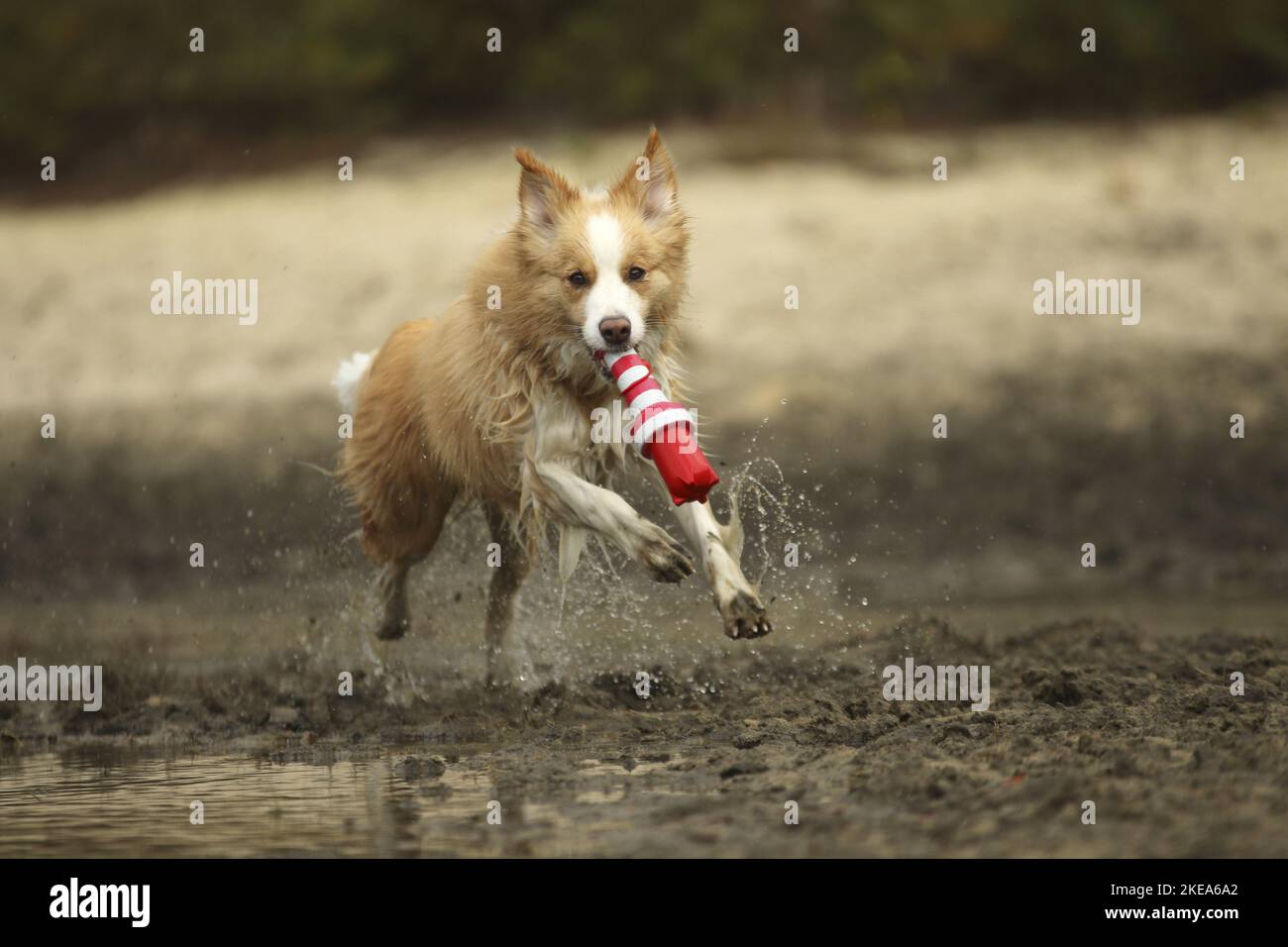 Border Collie with color Australian red-white Stock Photo - Alamy