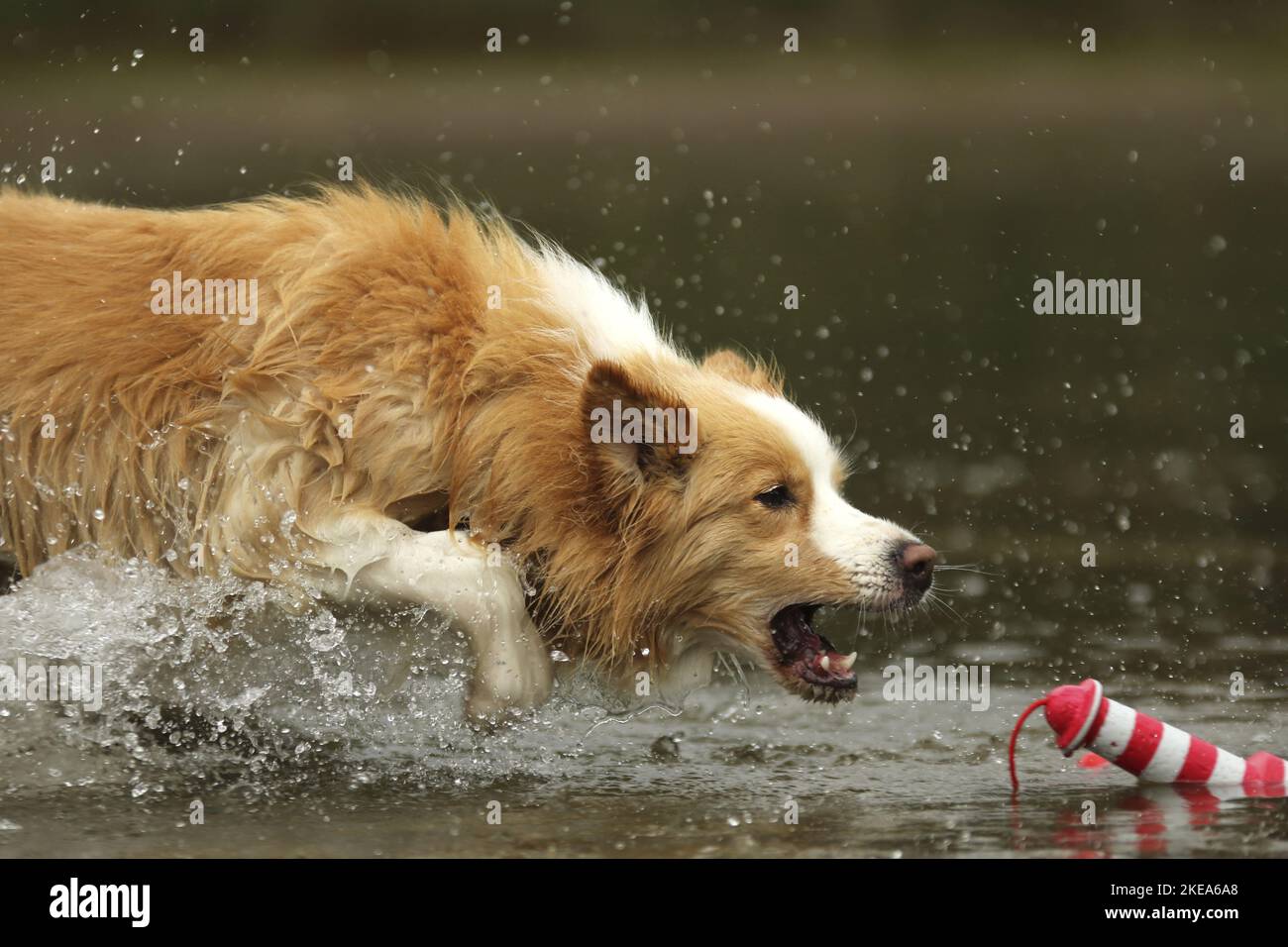 Border Collie with color Australian red-white Stock Photo - Alamy