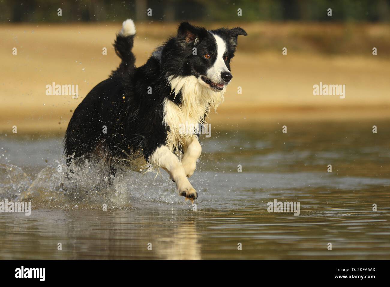 running Border Collie Stock Photo - Alamy