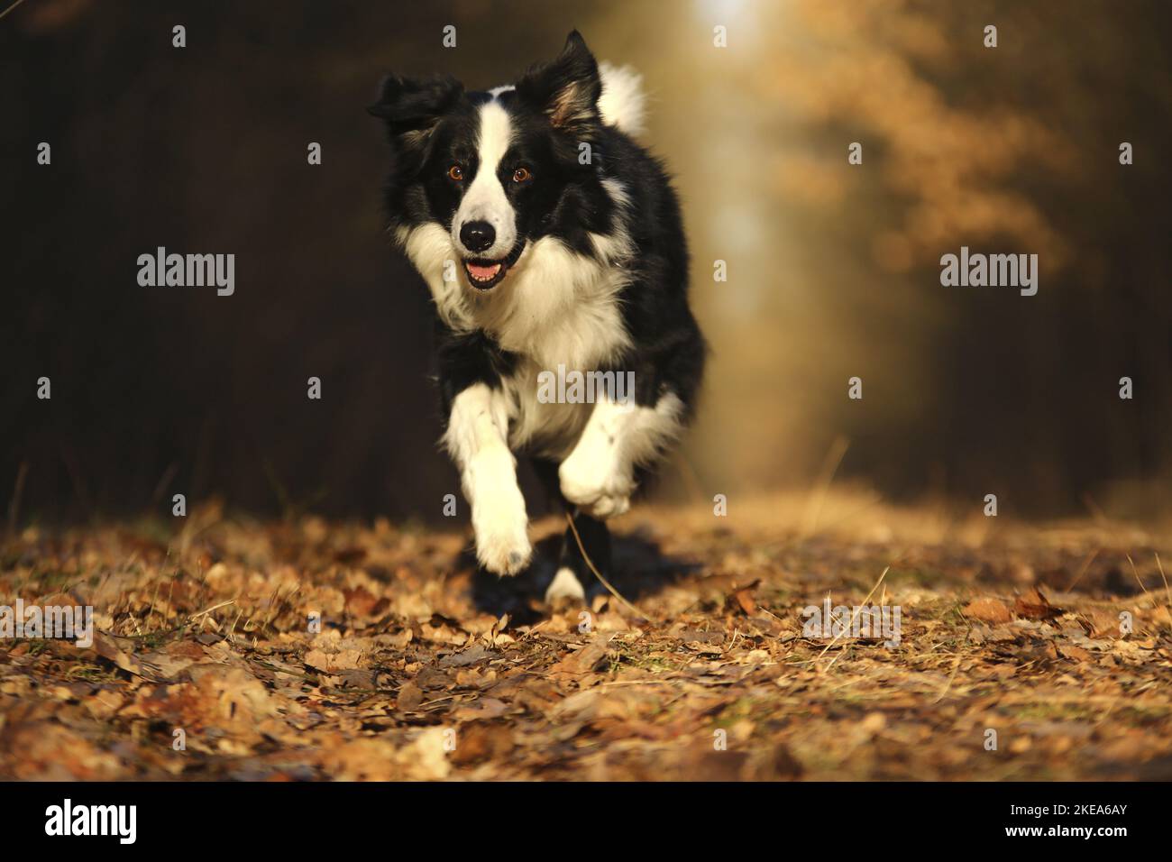 running Border Collie Stock Photo - Alamy