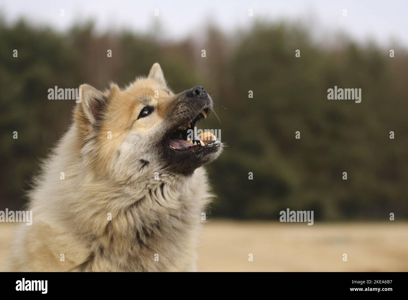 Eurasian Dog portrait Stock Photo - Alamy