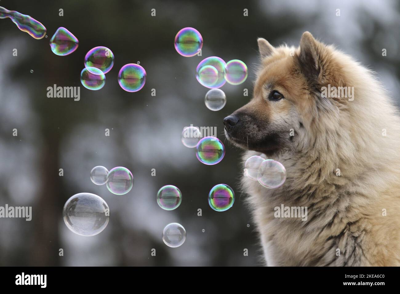 Eurasian Dog portrait Stock Photo - Alamy