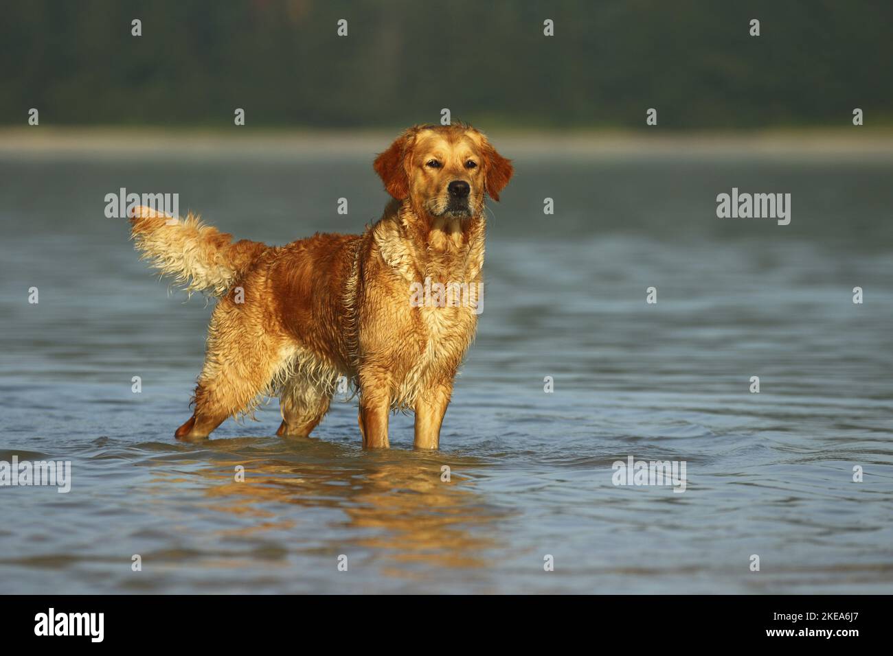 standing Golden Retriever Stock Photo - Alamy