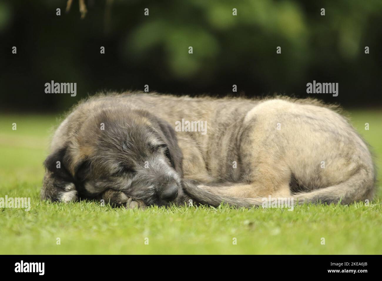 lying Irish Wolfhound Puppy Stock Photo - Alamy