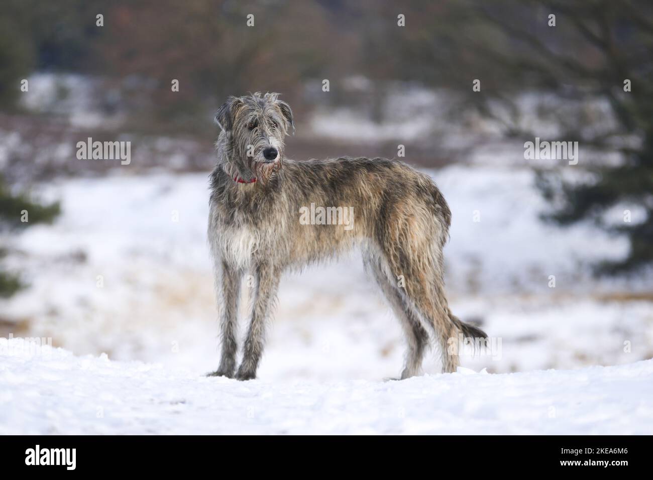 standing Irish Wolfhound Stock Photo - Alamy