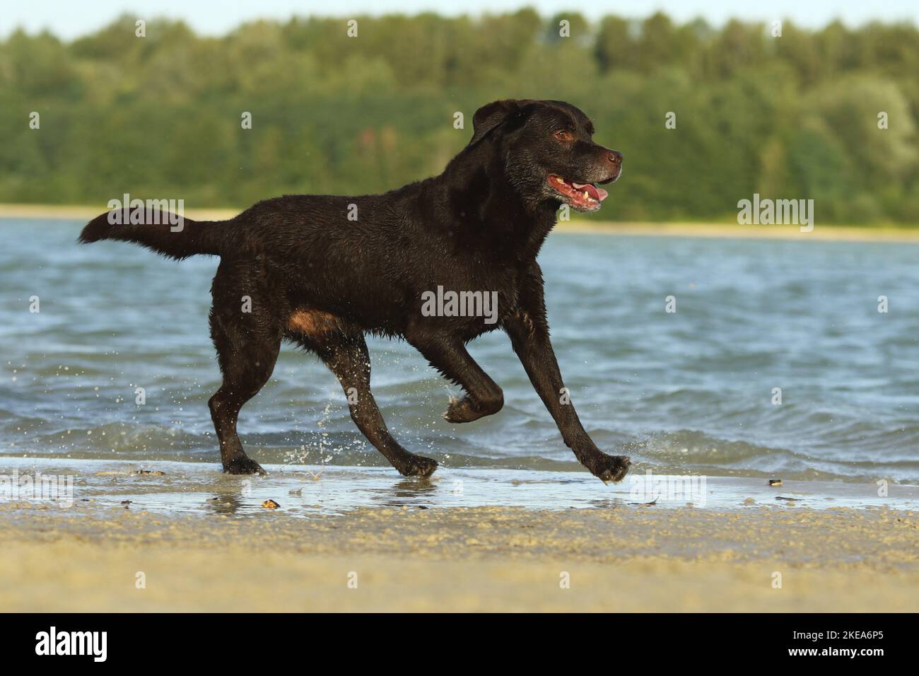 running Labrador Retriever Stock Photo - Alamy