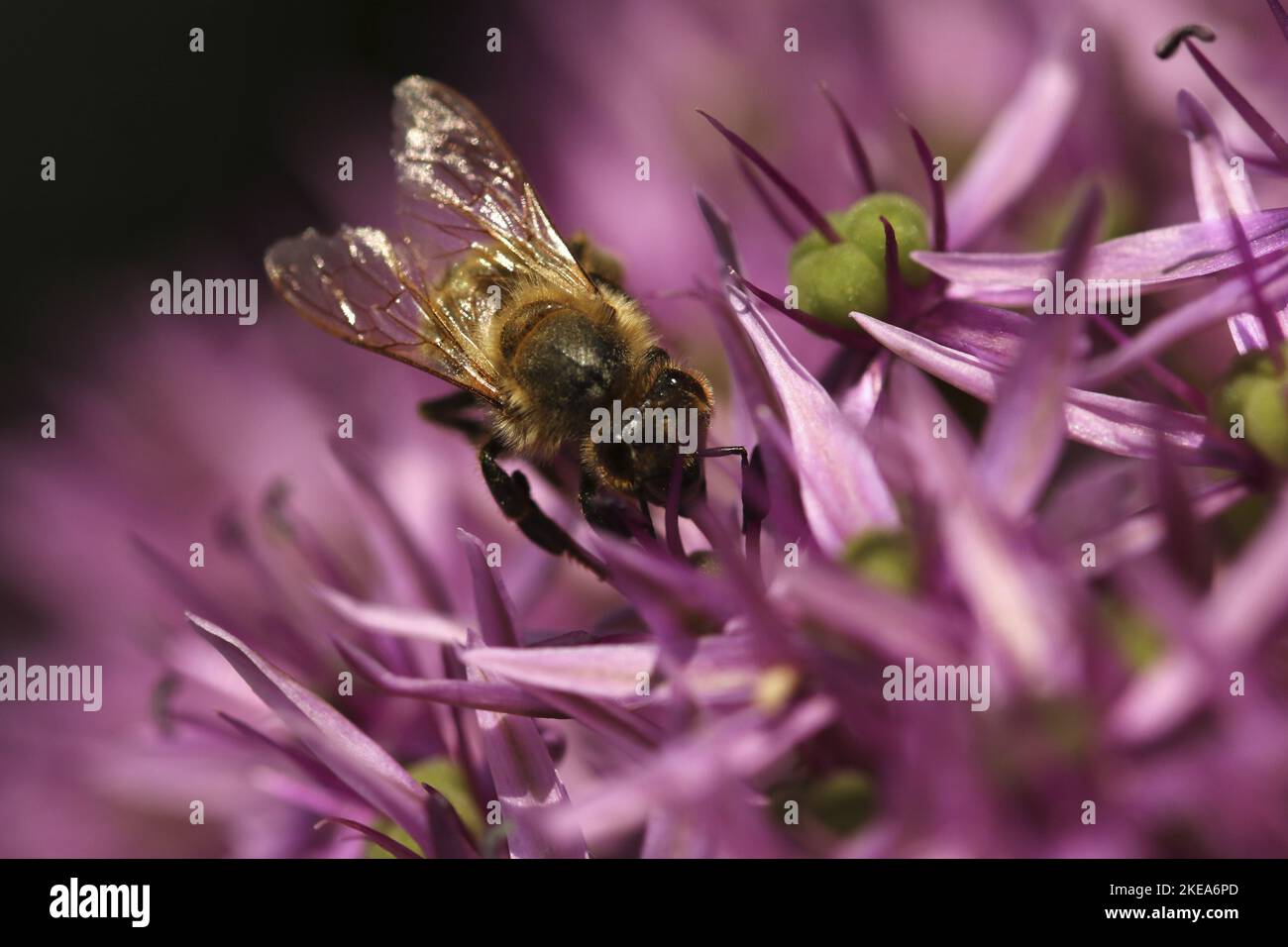 Bee backside hi-res stock photography and images - Alamy