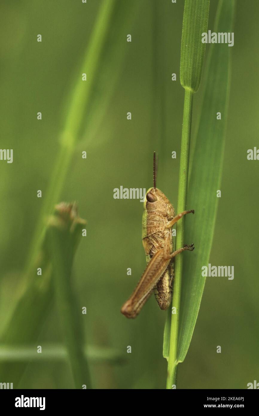 Swarming grasshopper hi-res stock photography and images - Alamy