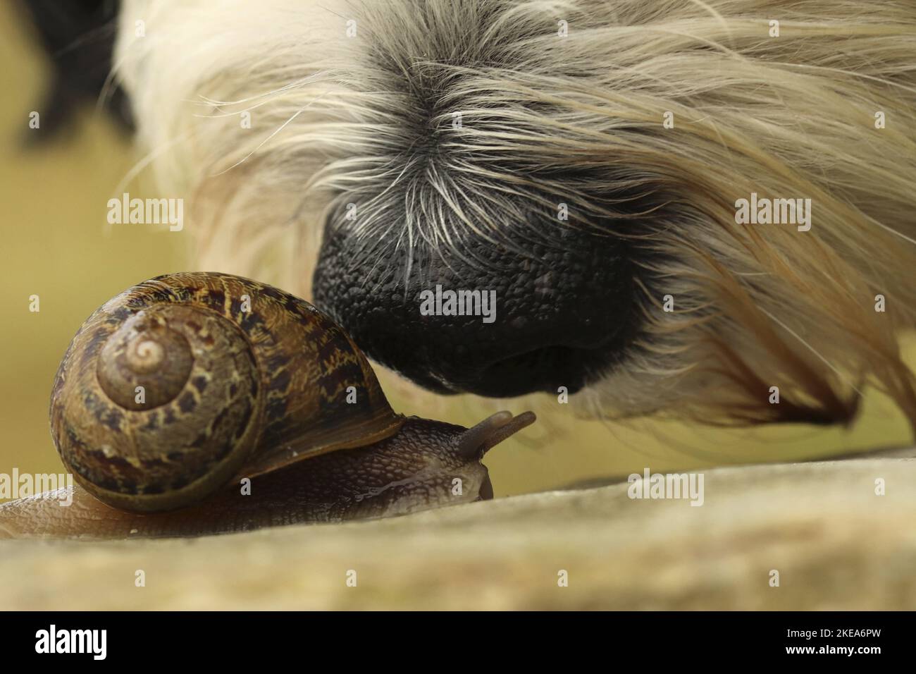 Dog and Snail Stock Photo - Alamy
