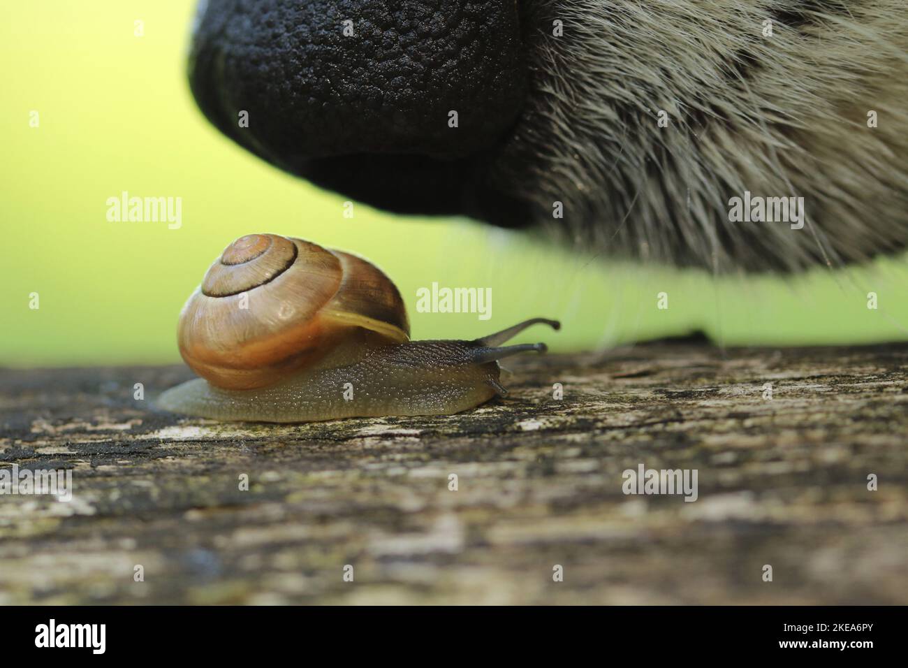 Dog sniff tree hi-res stock photography and images - Alamy