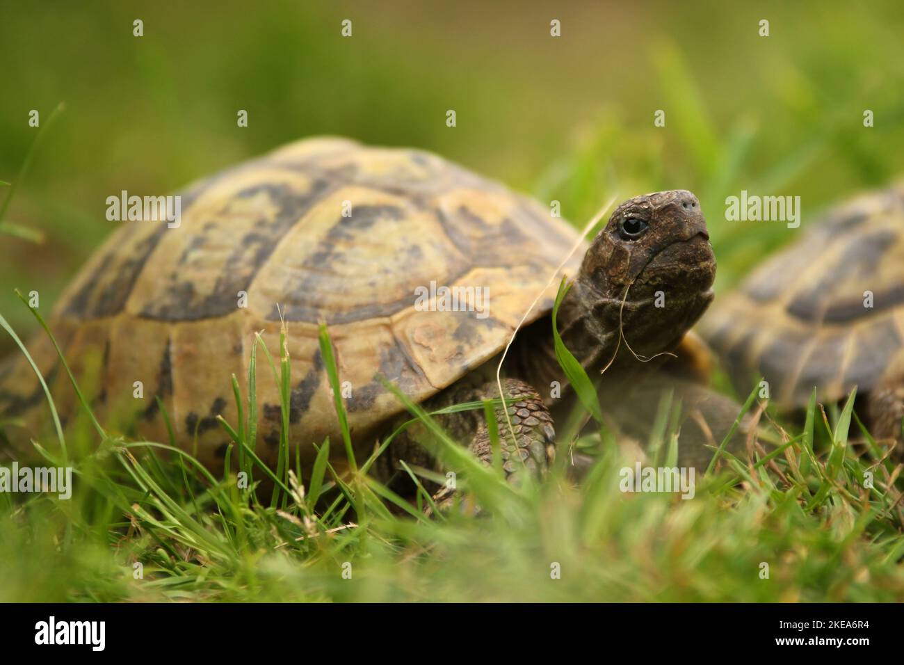 Hermanns tortoise side view hi-res stock photography and images - Alamy
