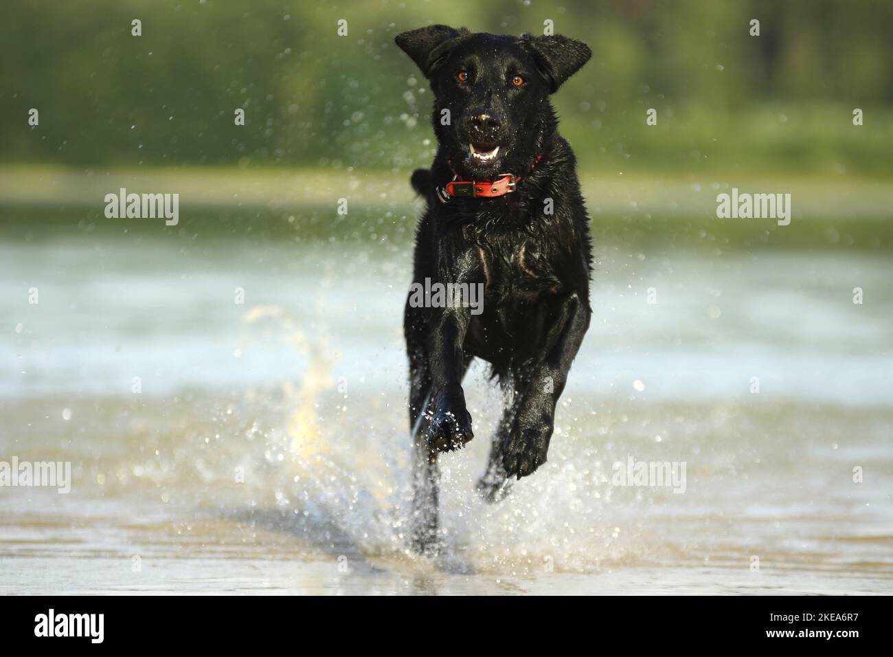 running Labrador Retriever Stock Photo - Alamy