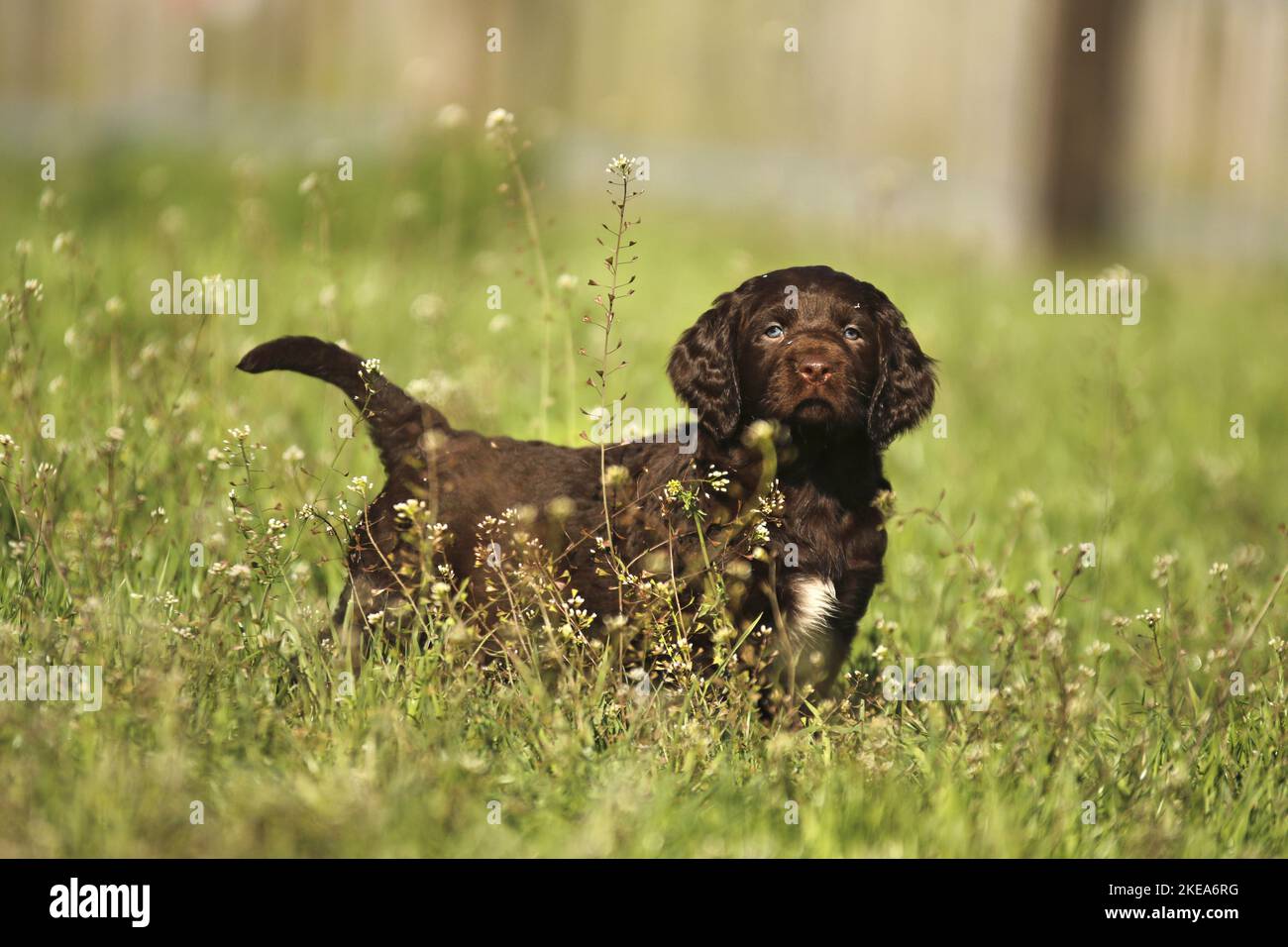 standing German longhaired Pointer Puppy Stock Photo - Alamy