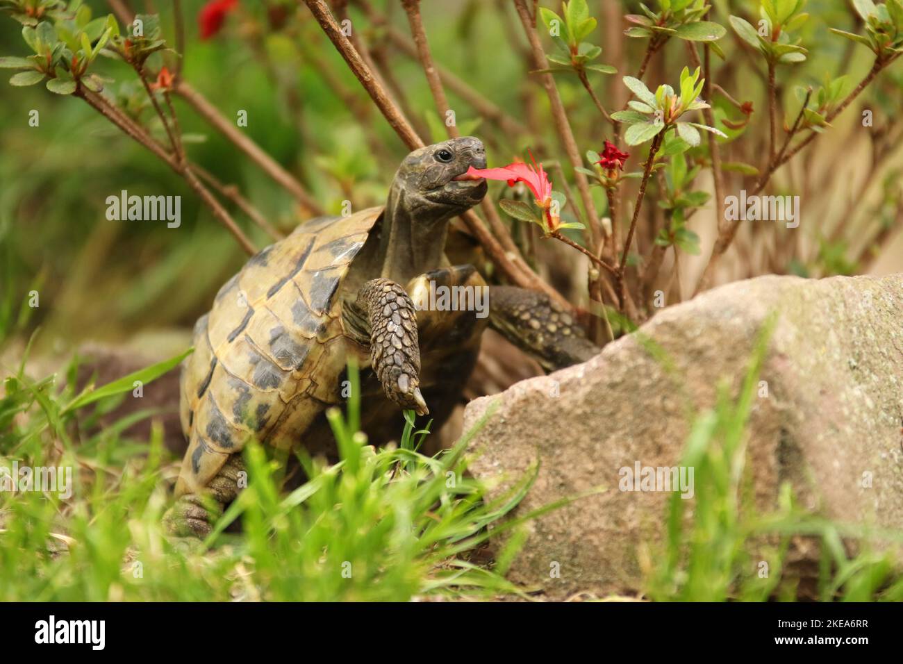 Hermanns tortoise side view hi-res stock photography and images - Alamy