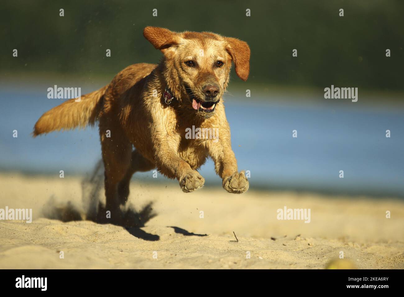 running Labrador Retriever Stock Photo - Alamy