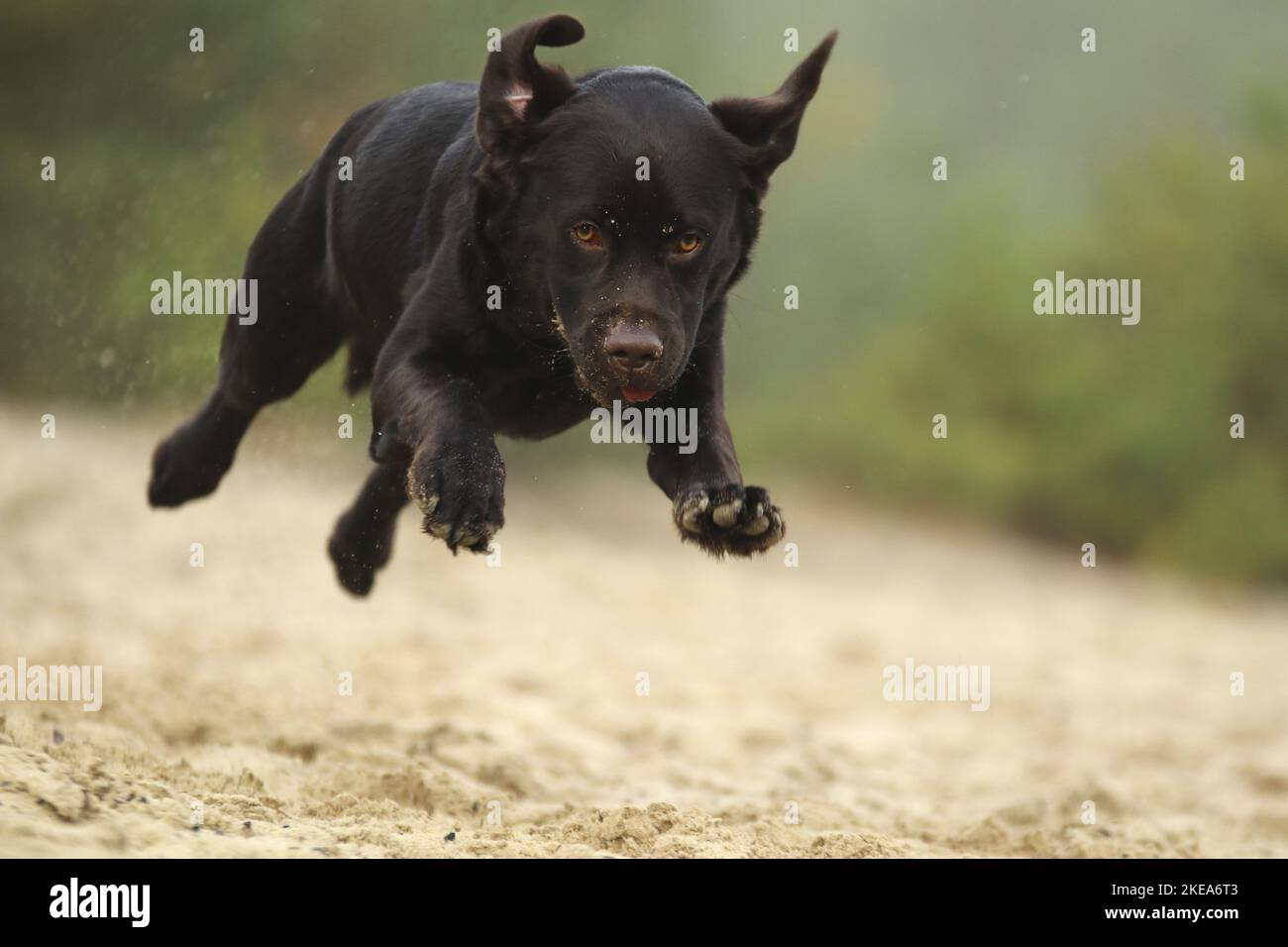 running Labrador Retriever Stock Photo - Alamy