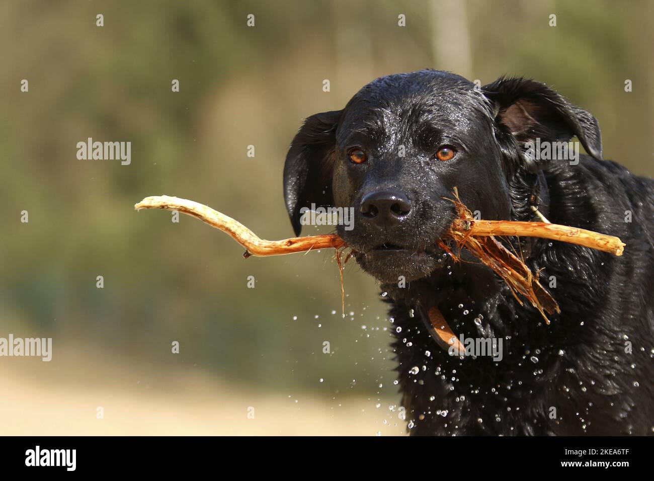 Black labrador retrieving stick hi-res stock photography and images - Alamy