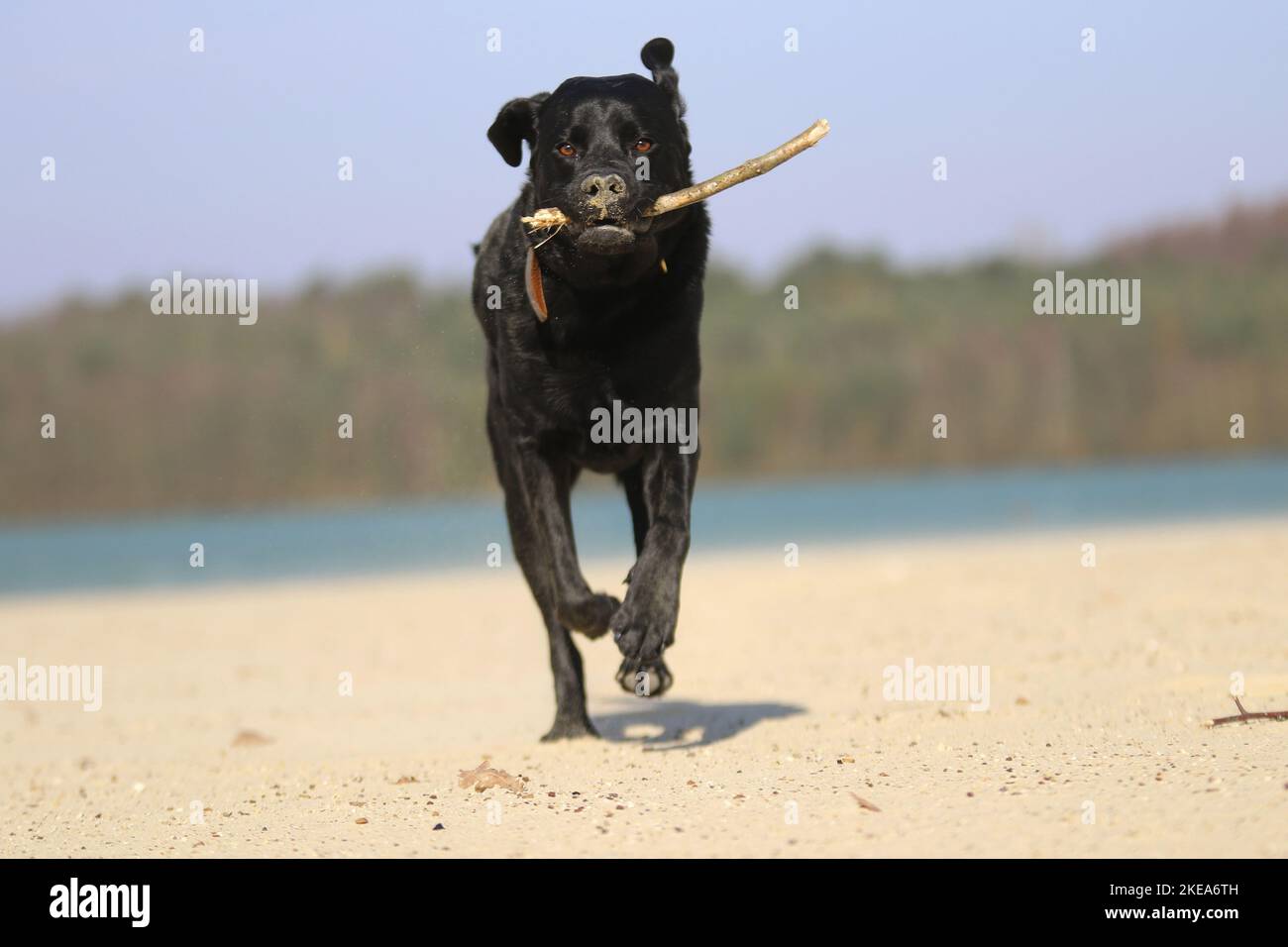 running Labrador Retriever Stock Photo - Alamy