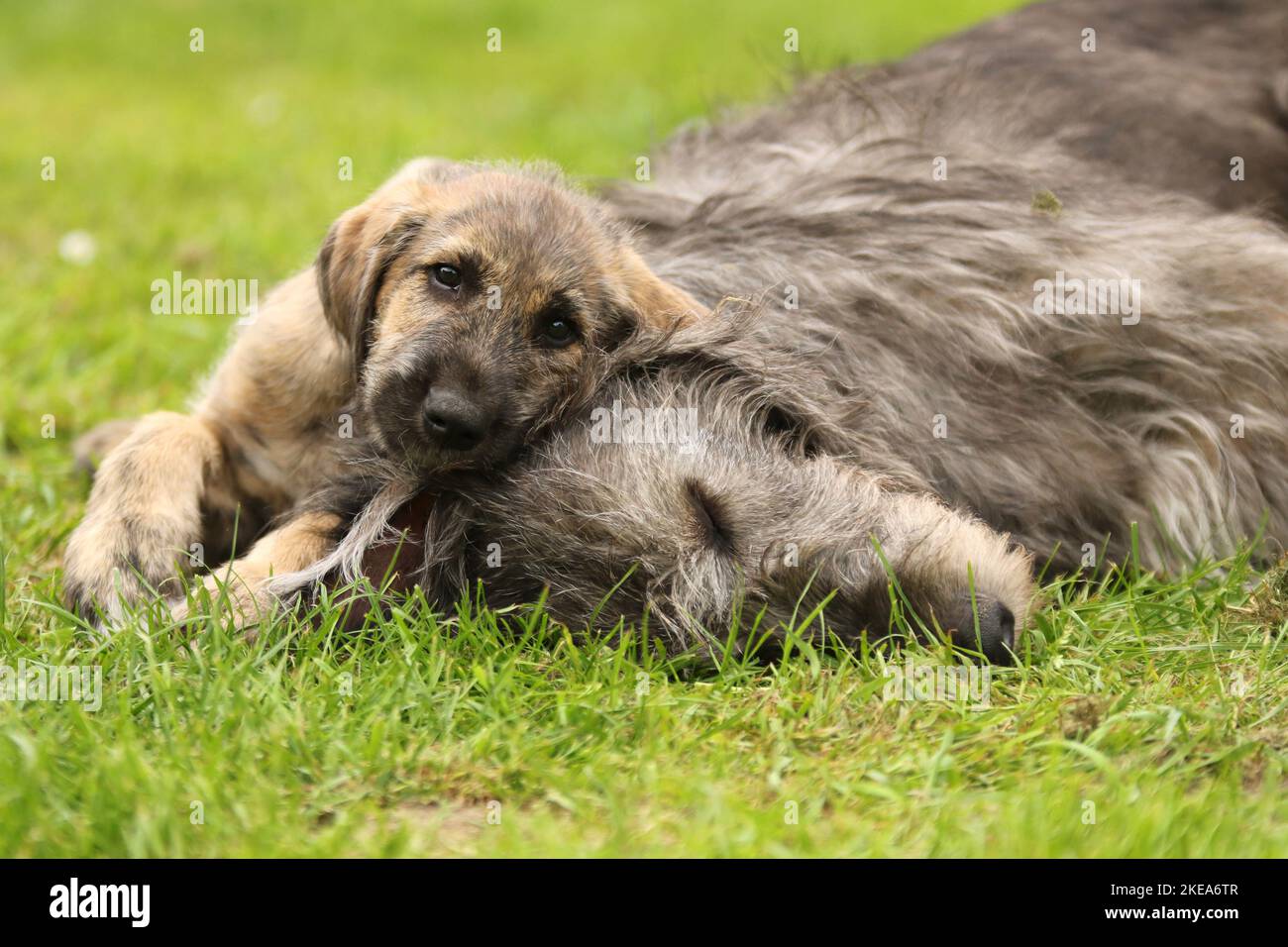 Chilling hound hi-res stock photography and images - Alamy
