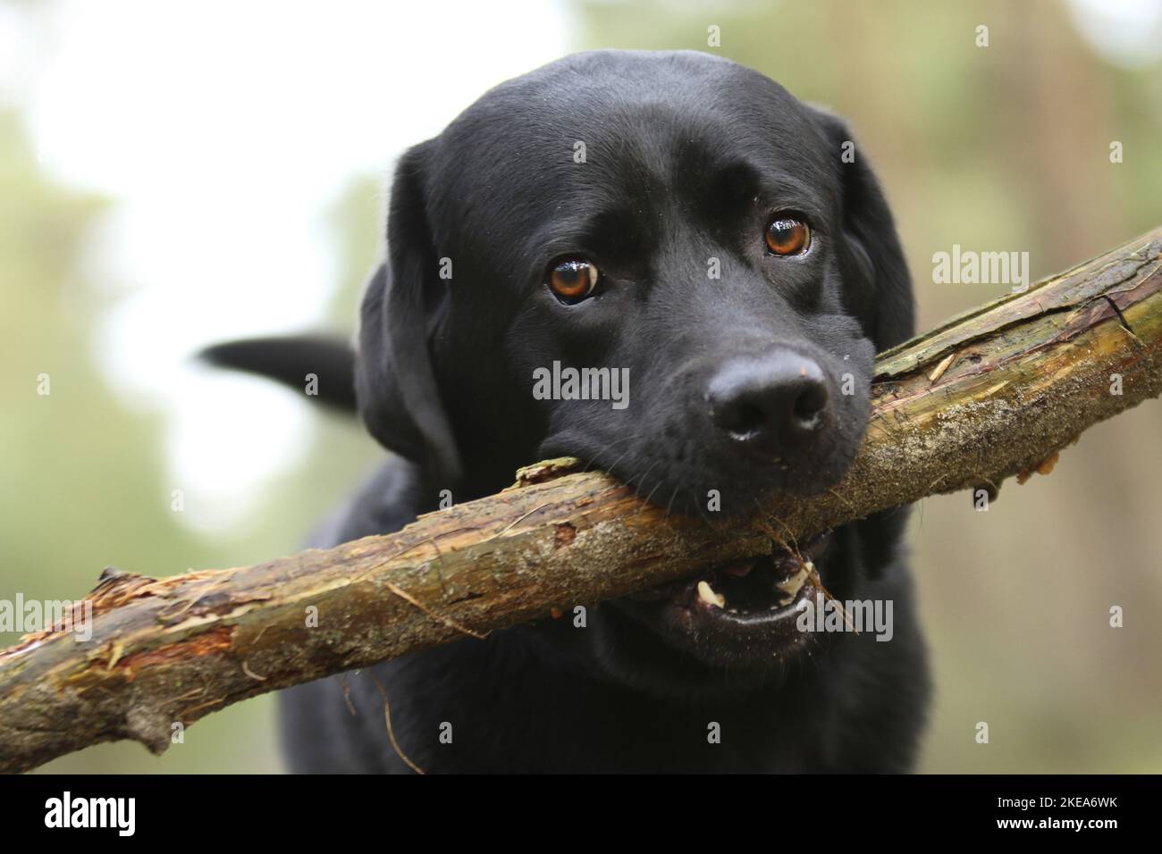 Labrador Retriever portrait Stock Photo - Alamy