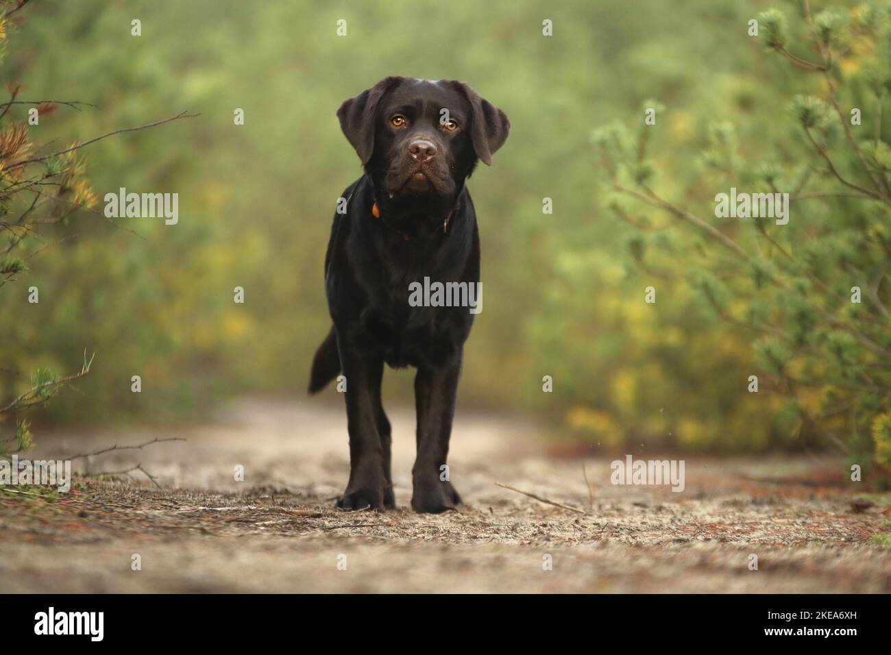 standing Labrador Retriever Stock Photo - Alamy