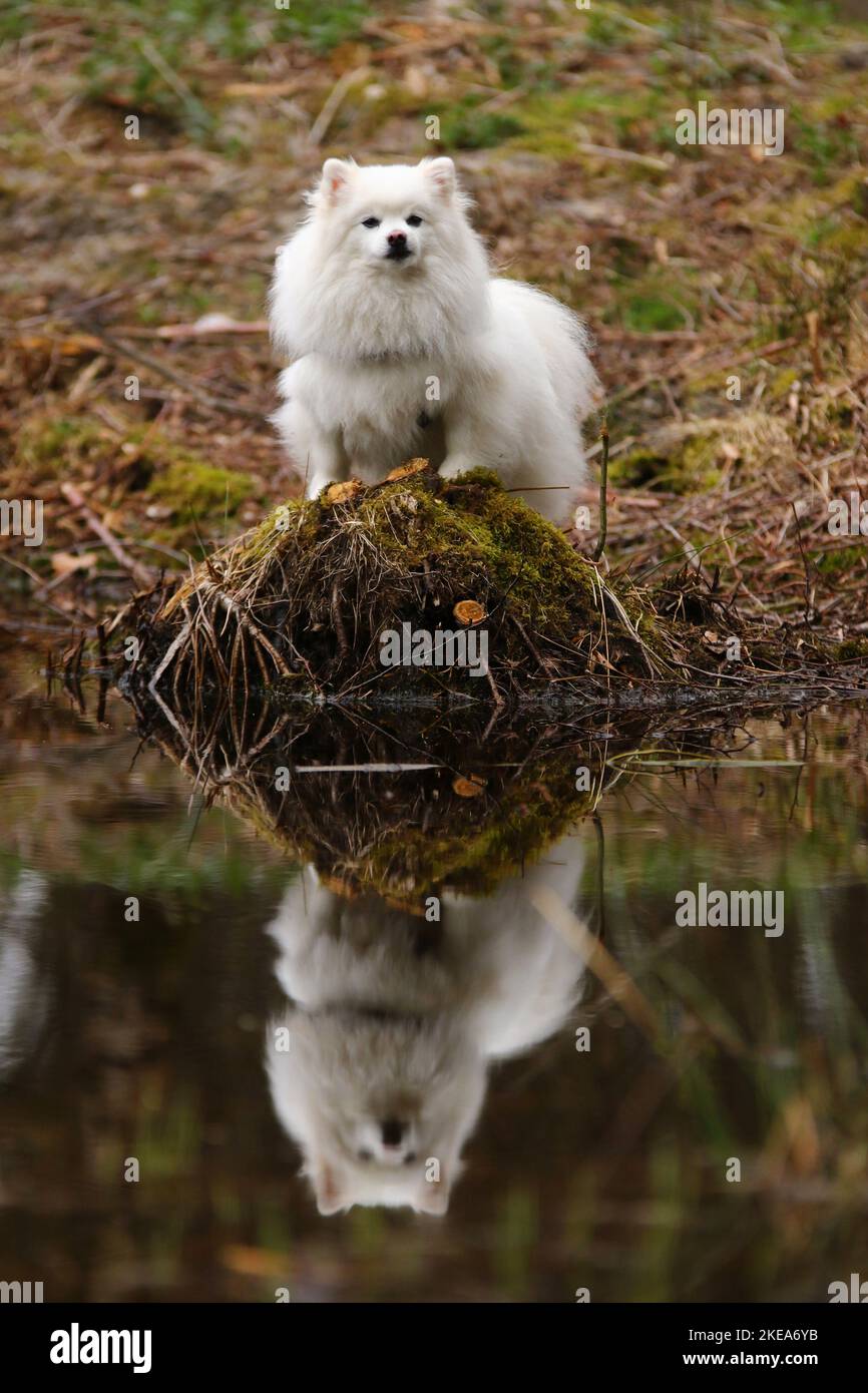 Pomeranian lakes hi-res stock photography and images - Alamy