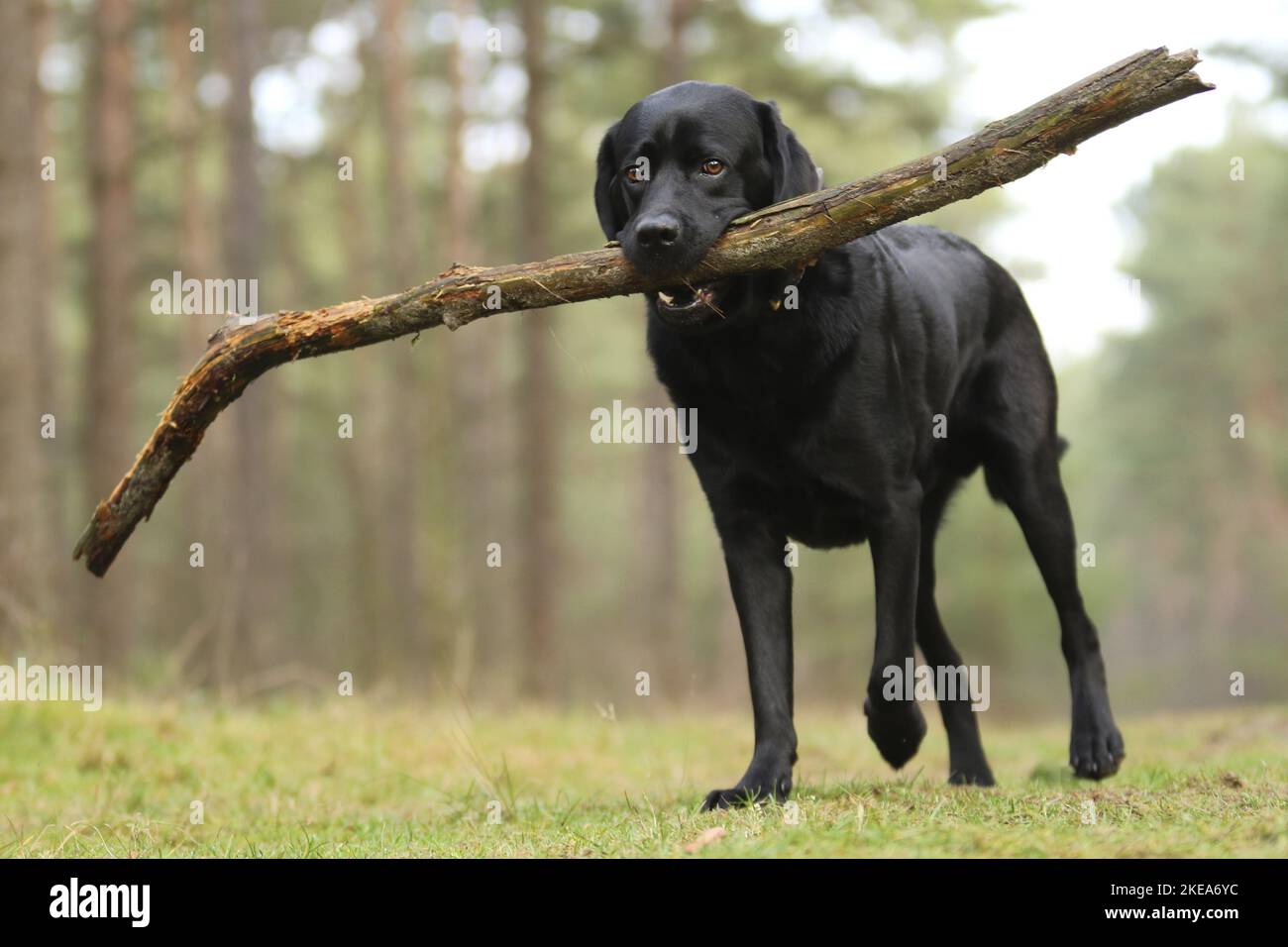 walking Labrador Retriever Stock Photo - Alamy