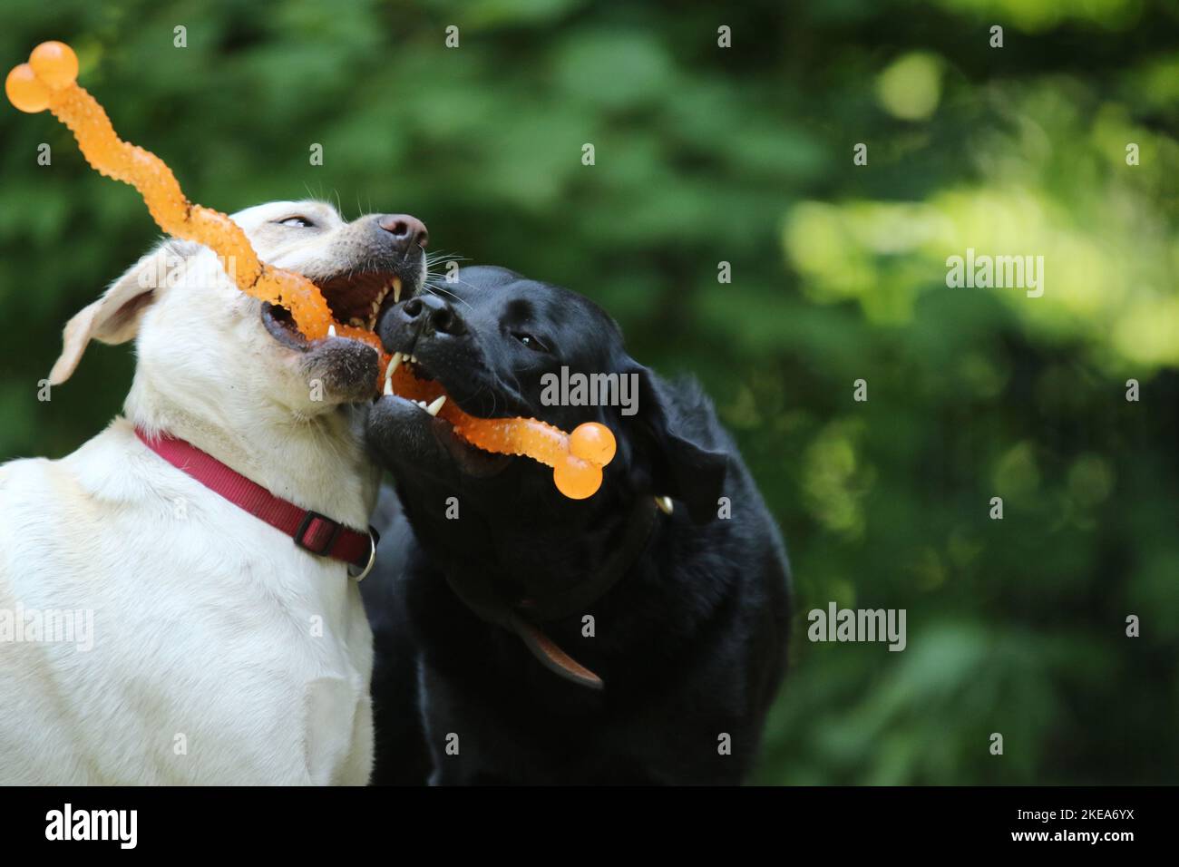 Black labrador retrieving stick hi-res stock photography and images - Alamy
