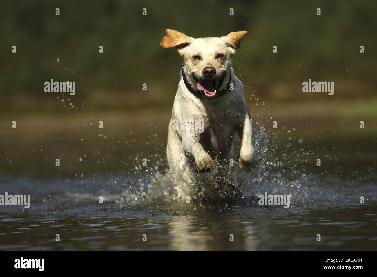 running Labrador Retriever Stock Photo - Alamy