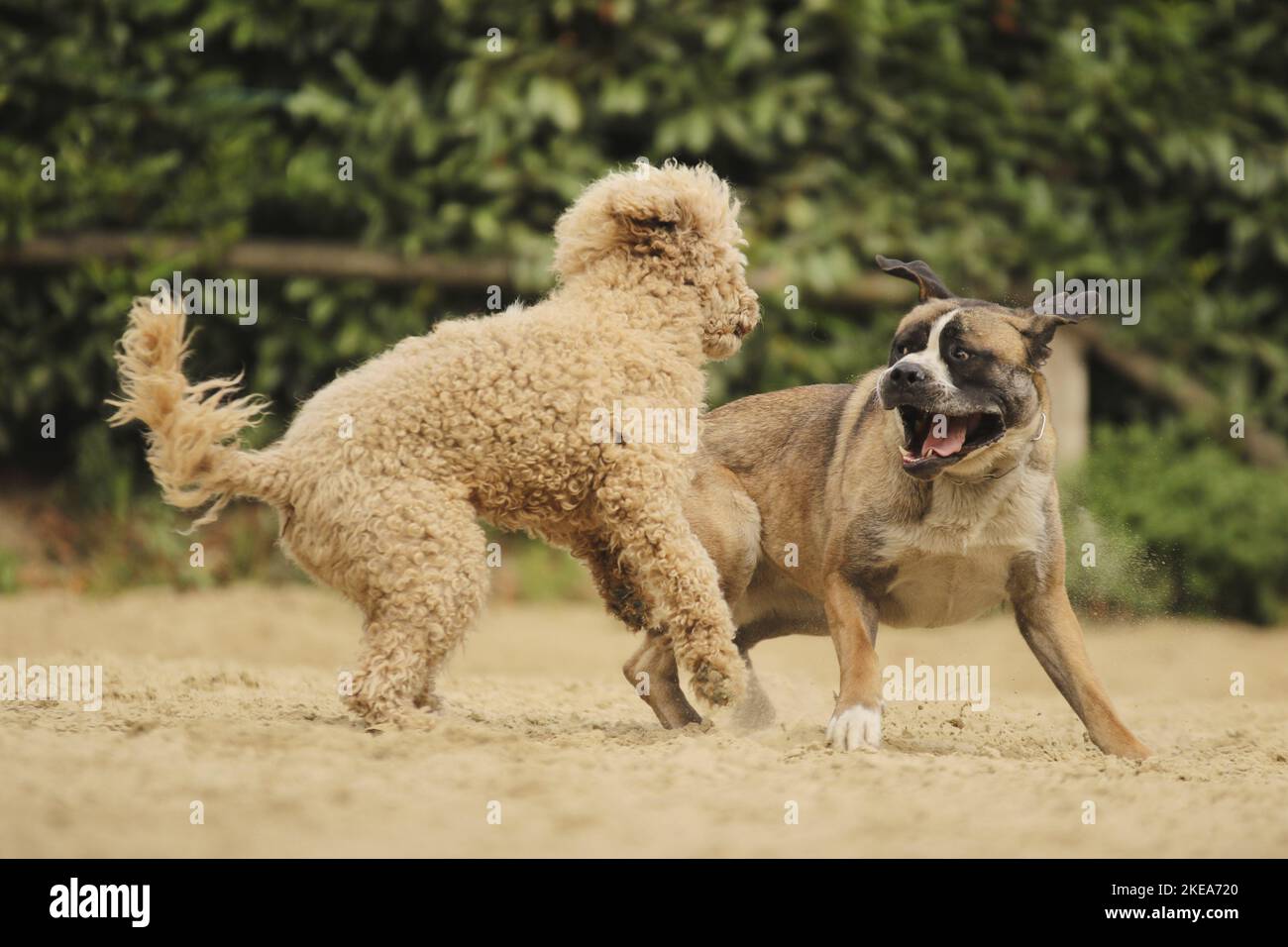 Giant tricolor hi-res stock photography and images - Alamy