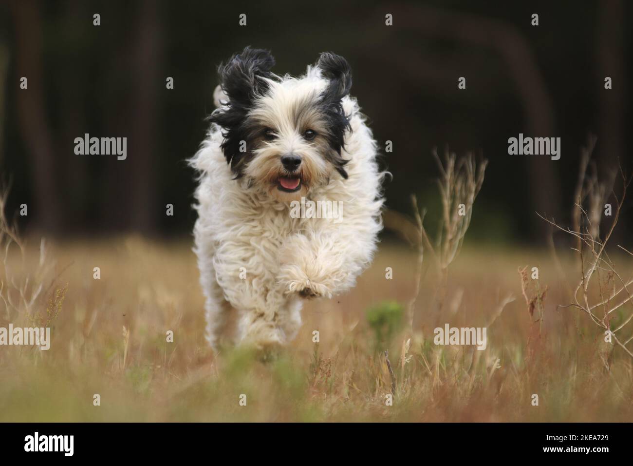 running Tibetan Terrier Stock Photo - Alamy