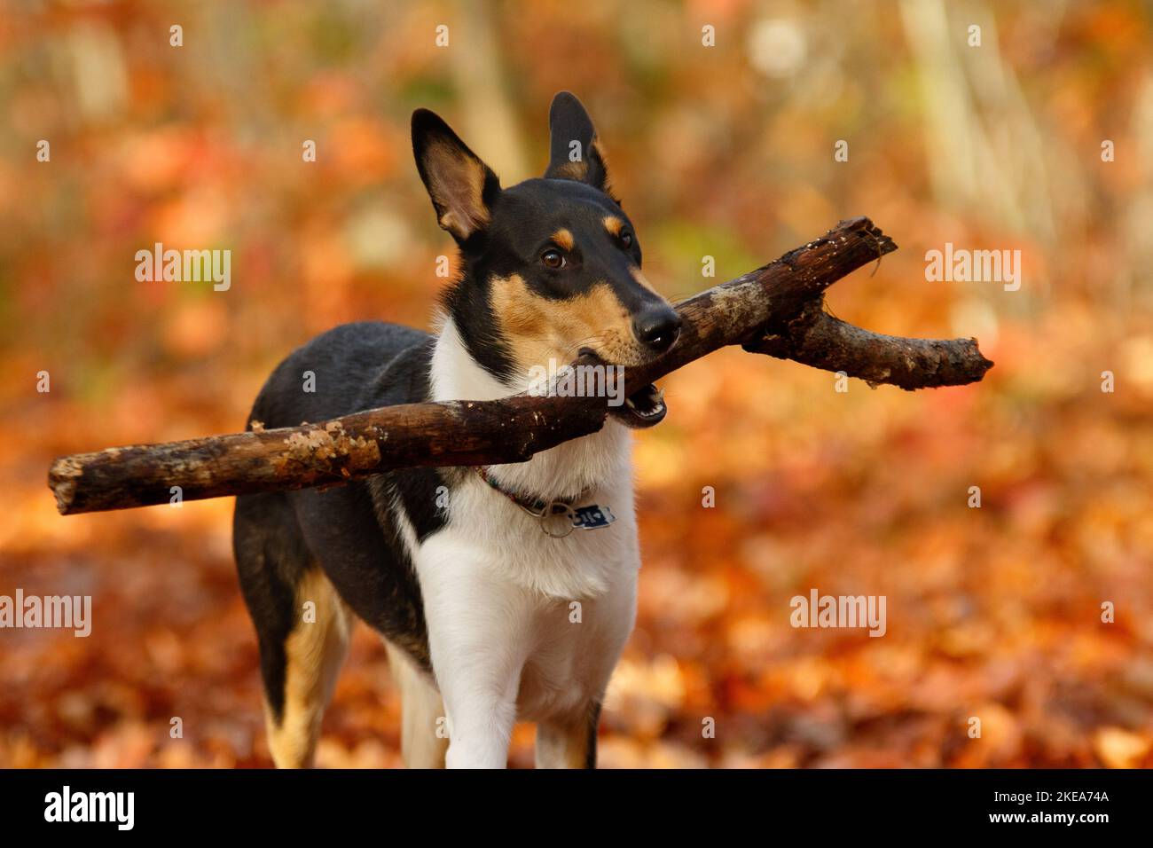 shorthaired collie with stick Stock Photo - Alamy