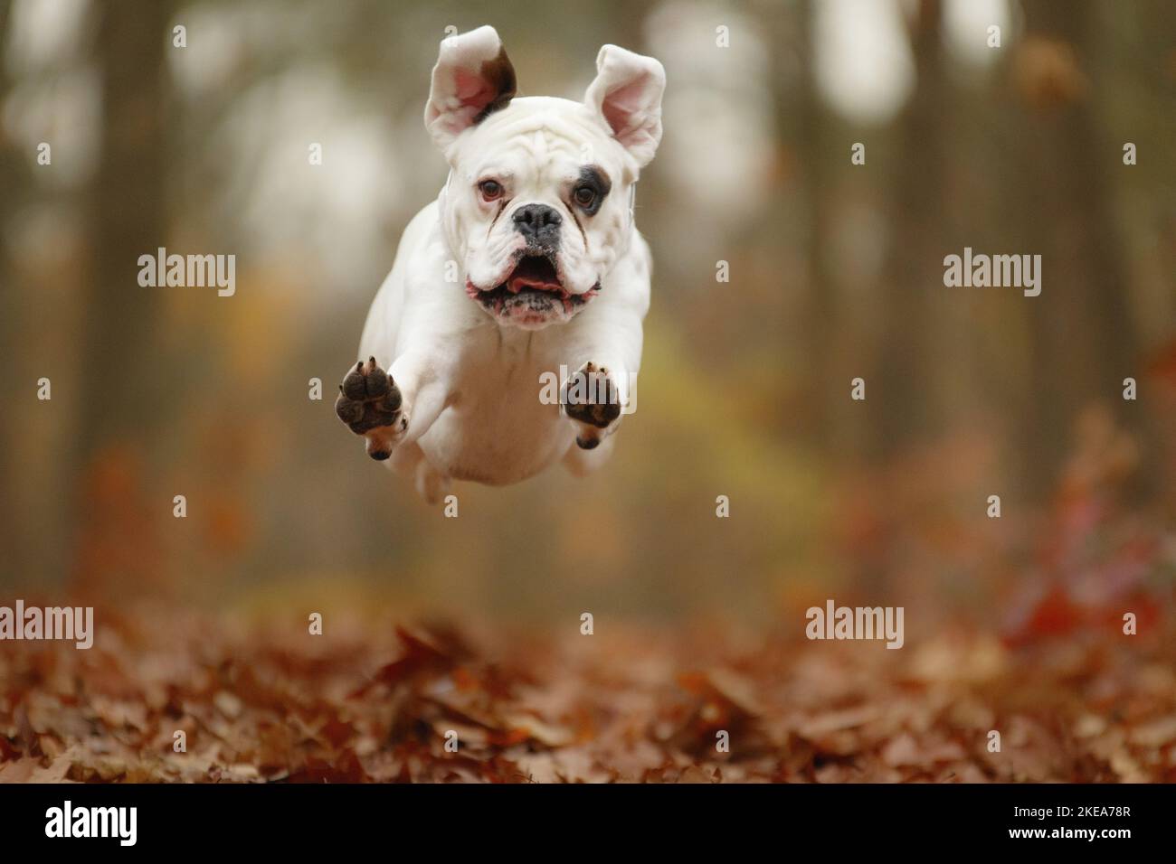 jumping German Boxer Stock Photo - Alamy