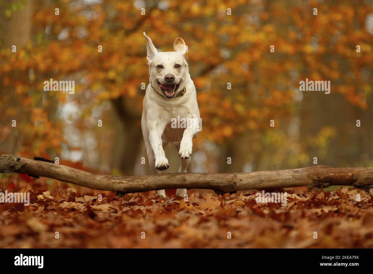 jumping Labrador Retriever Stock Photo - Alamy