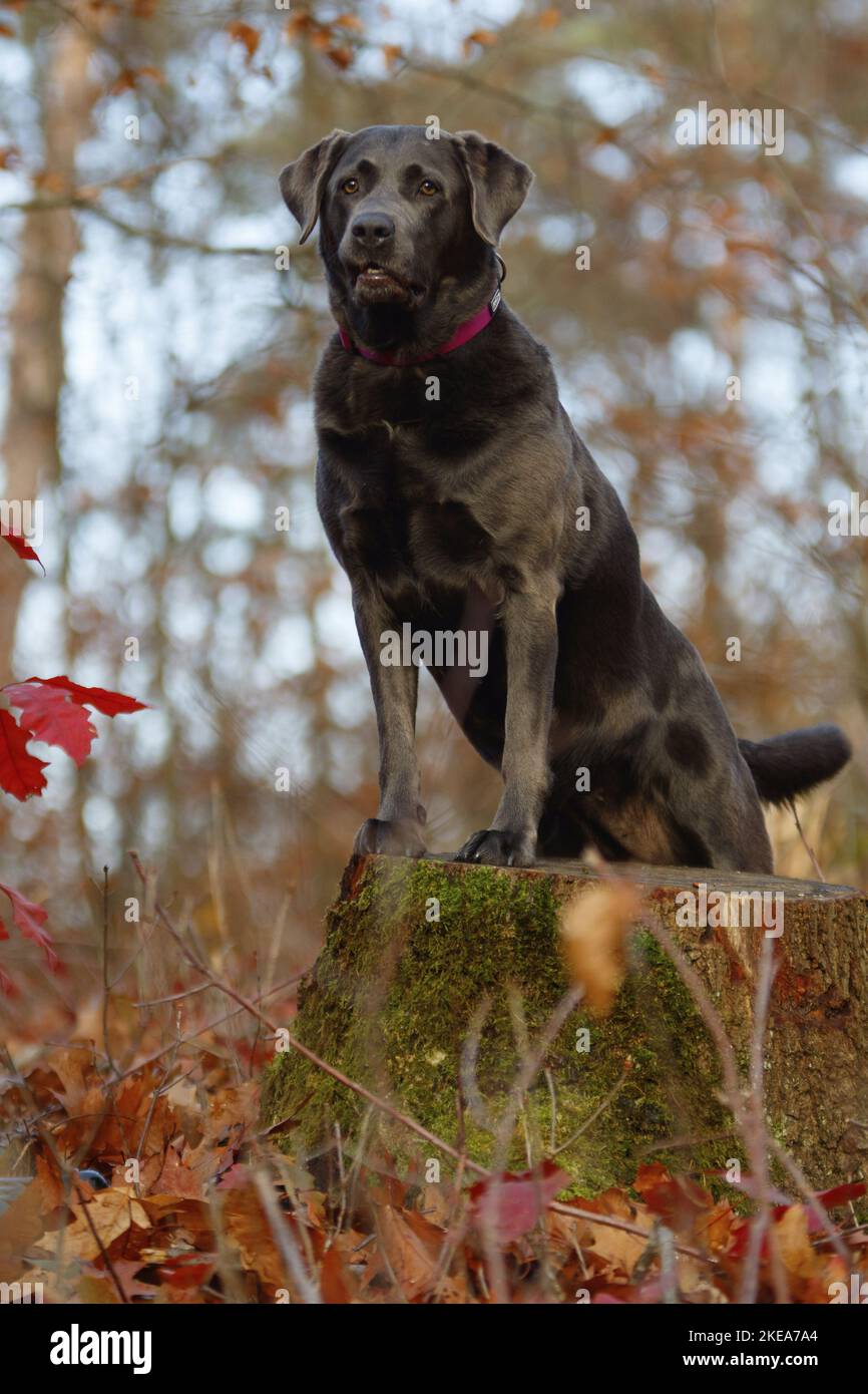 Charcoal labrador hi-res stock photography and images - Alamy