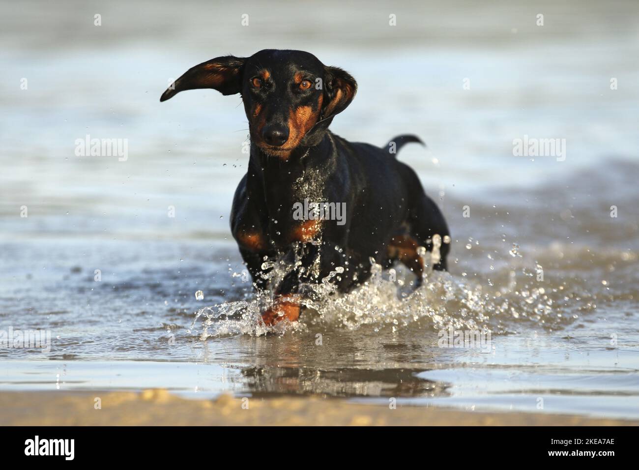 running shorthaired Dachshund Stock Photo - Alamy