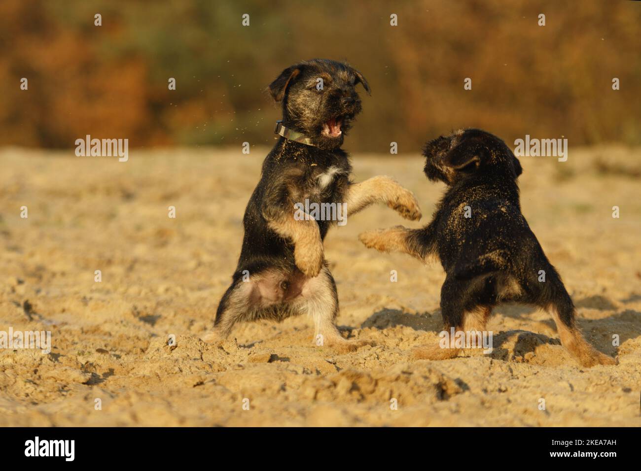 Border terrier puppies hi-res stock photography and images - Alamy