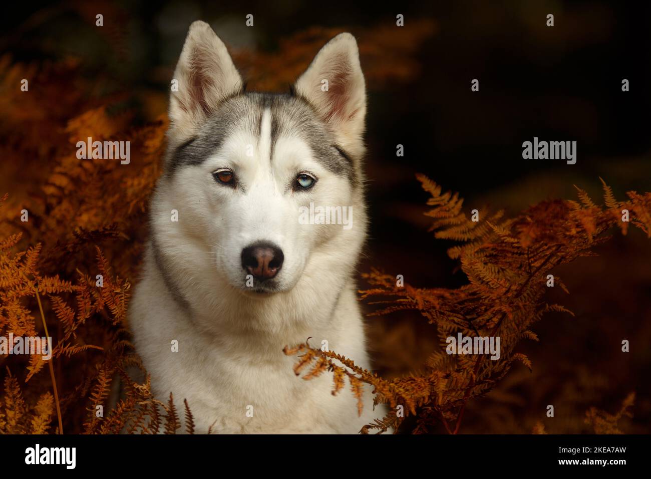 Siberian Husky Portrait Stock Photo - Alamy
