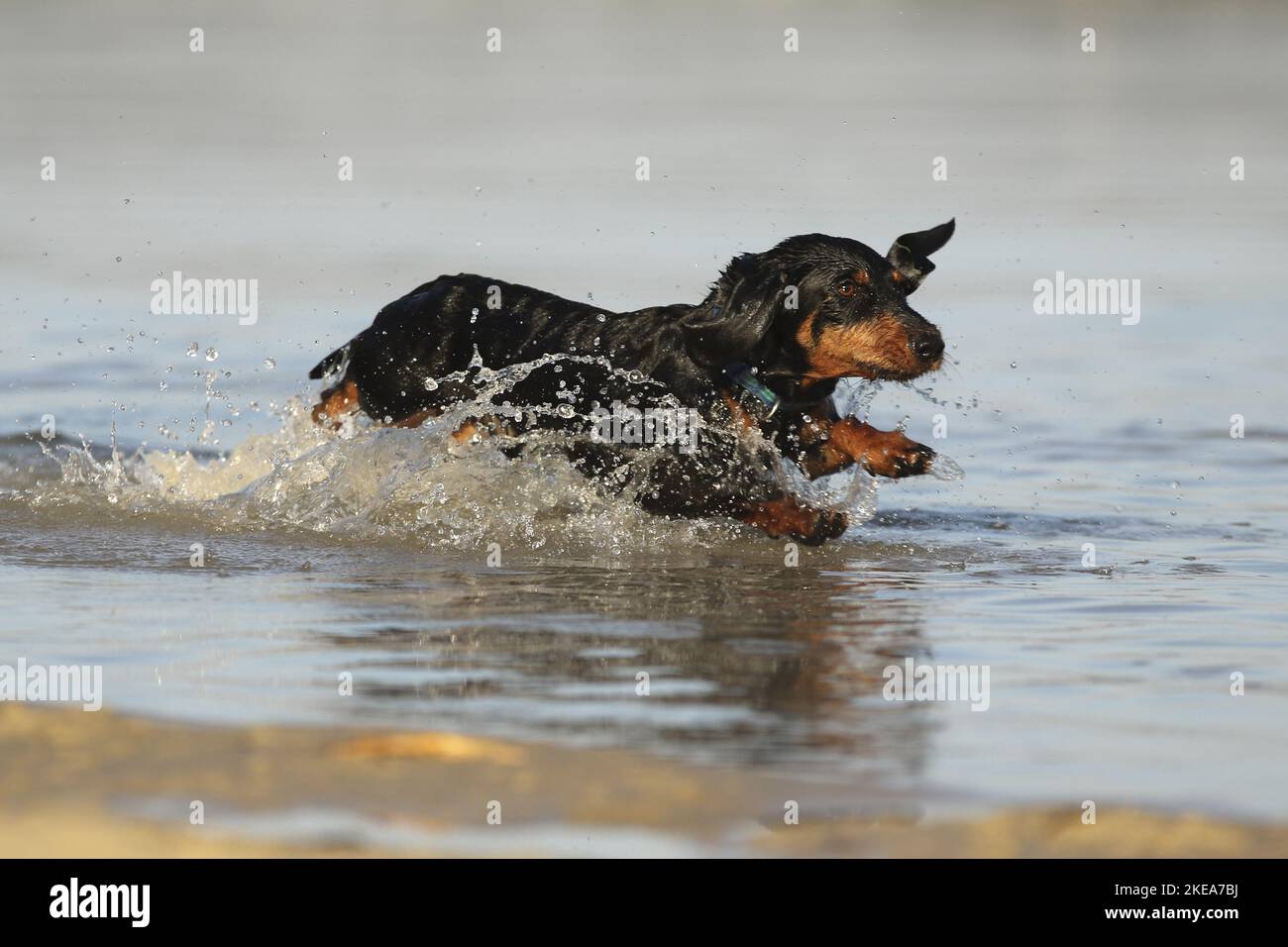 Dachshund running in profile hi-res stock photography and images - Alamy