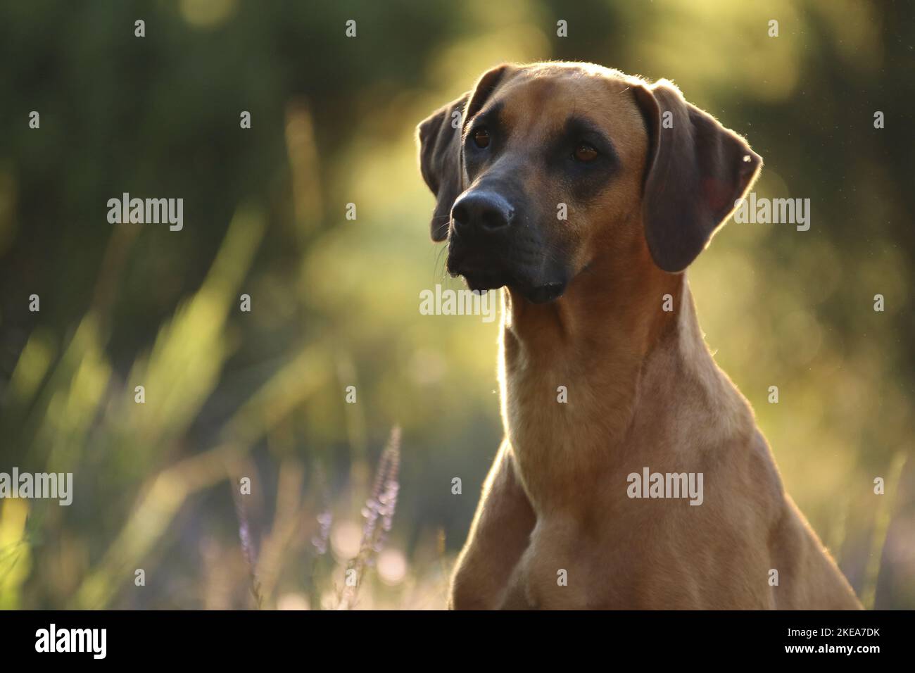 Rhodesian Ridgeback Portrait Stock Photo - Alamy