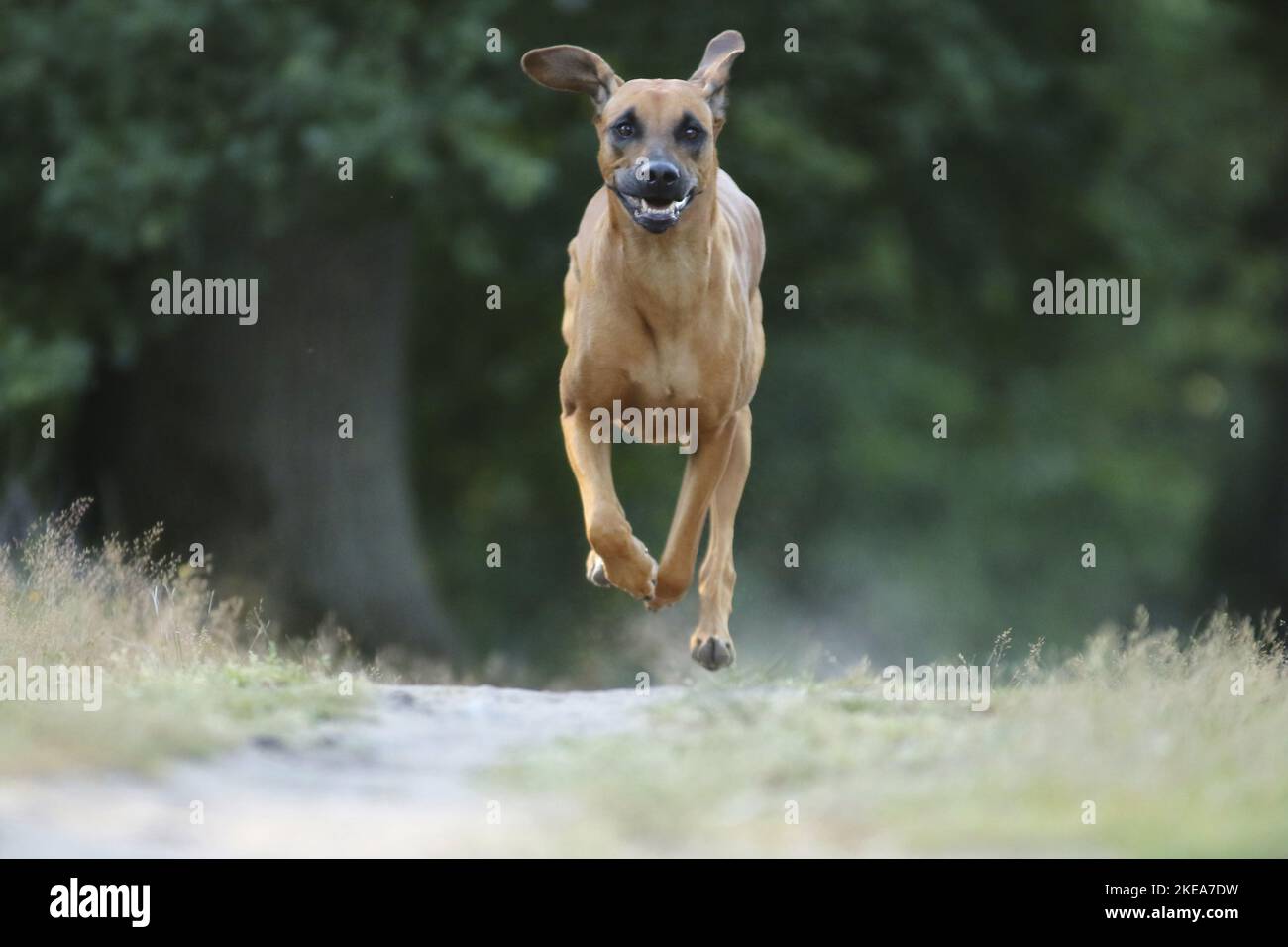 running Rhodesian Ridgeback Stock Photo - Alamy