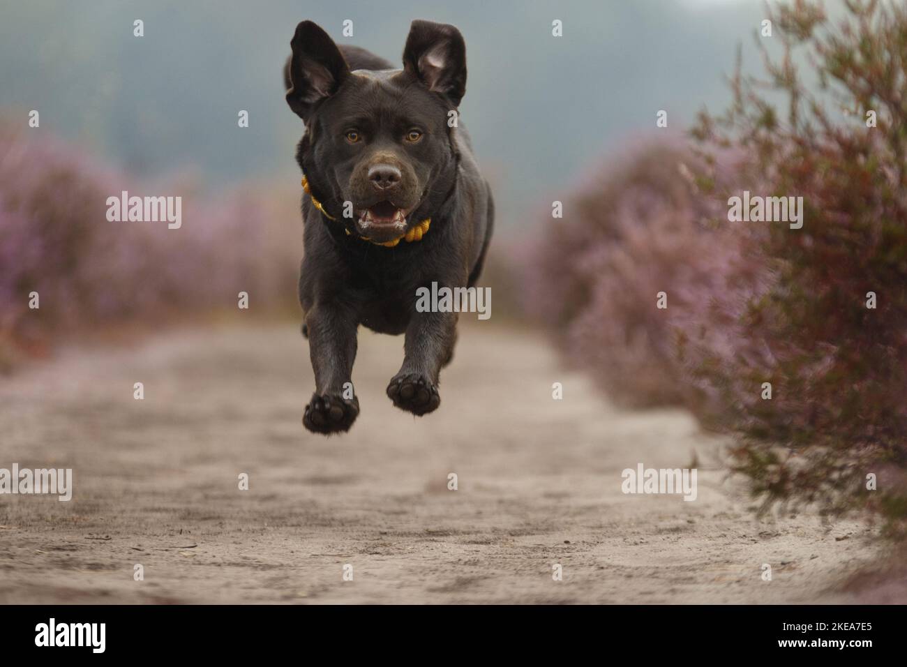 running Labrador Retriever Stock Photo - Alamy